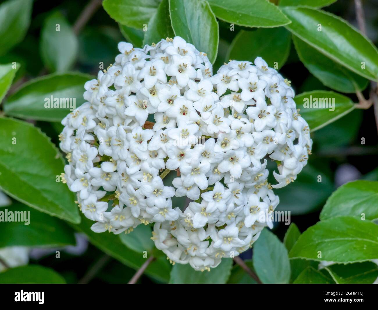 Viburnum Lantana High Resolution Stock Photography and Images - Alamy