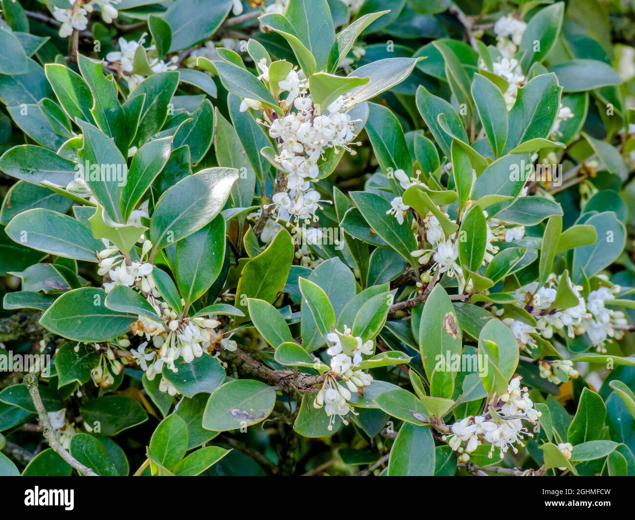 Osmanthus heterophyllus hi-res stock photography and images - Alamy
