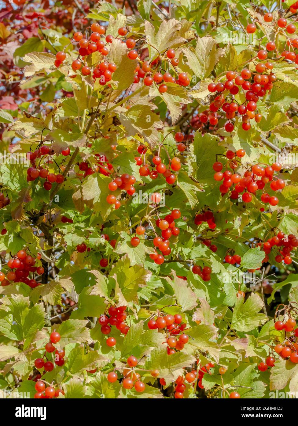 Viburnum opulus 'Compactum' Stock Photo - Alamy