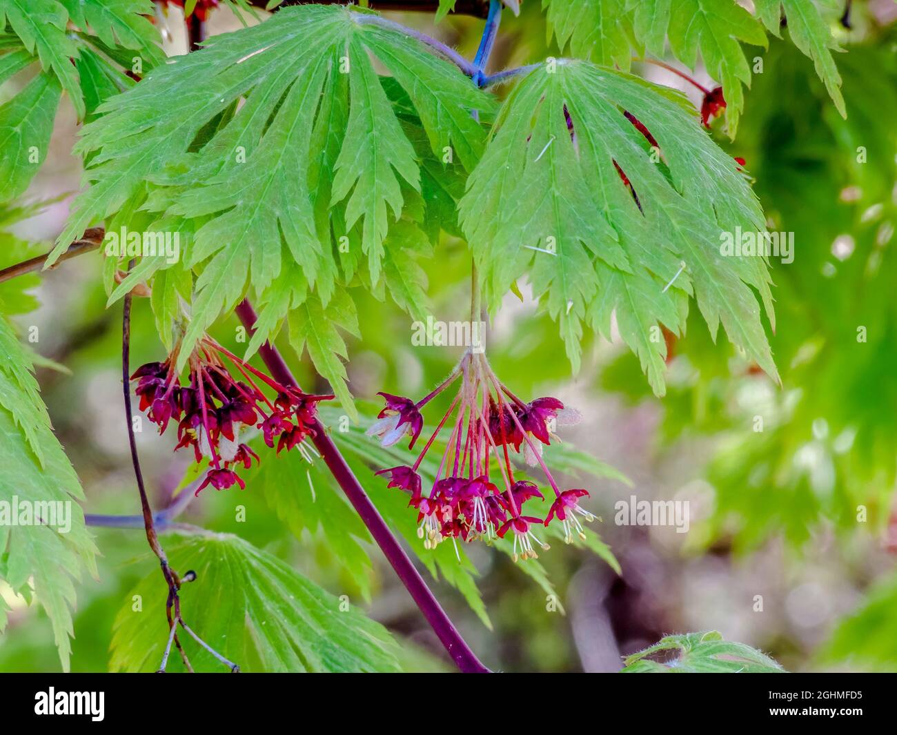 Acer japonicum 'Aconitifolium' Stock Photo - Alamy