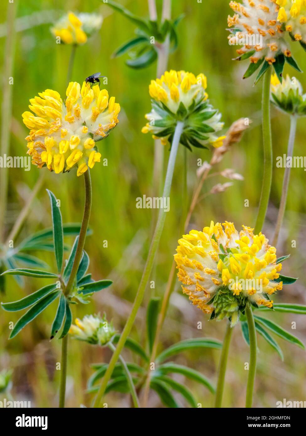 Anthyllis Vulneraria High Resolution Stock Photography and Images - Alamy