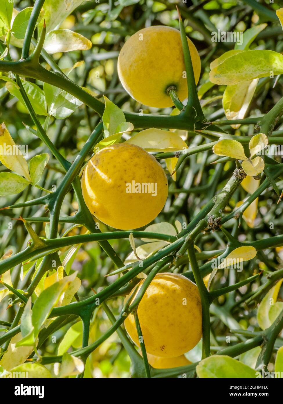 Poncirus hi-res stock photography and images - Alamy