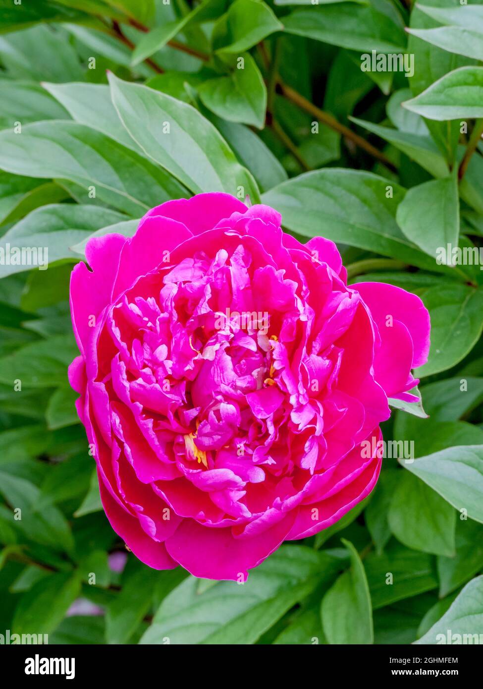 Peony 'Bossuet' in bloom in a garden Stock Photo - Alamy