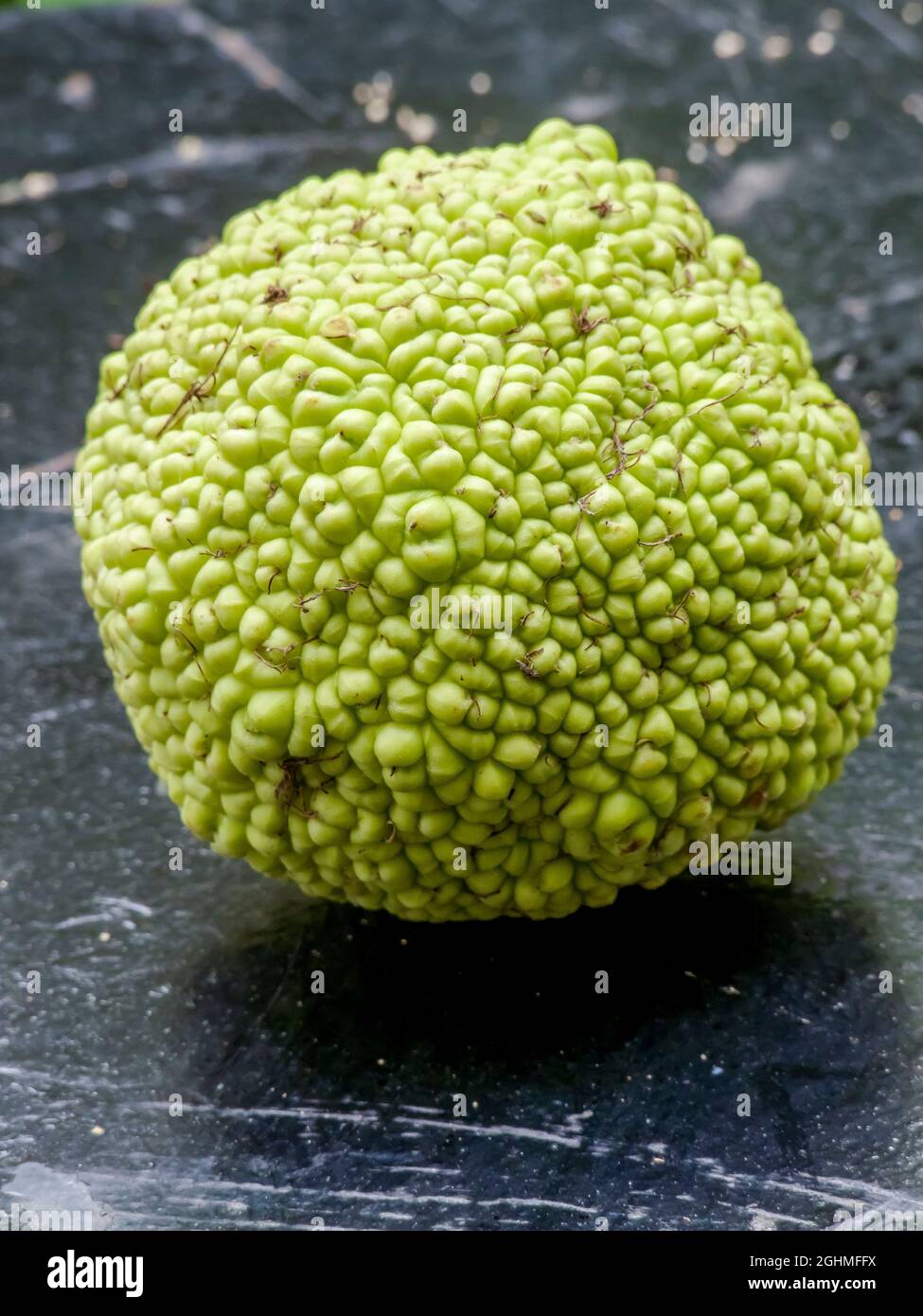 Osage maclura pomifera hi-res stock photography and images - Alamy