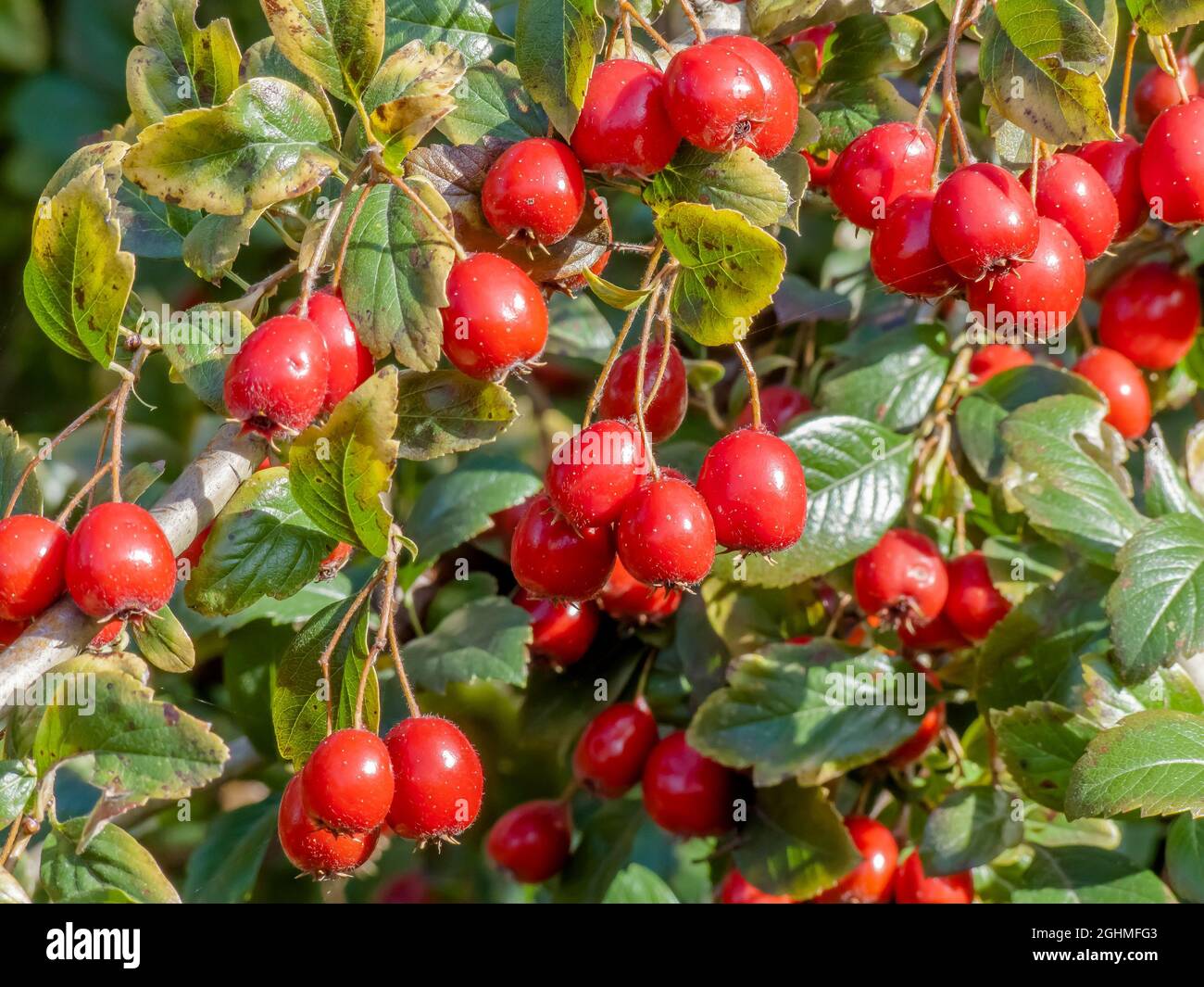 Crataegus laevigata 'Aurea' Stock Photo - Alamy