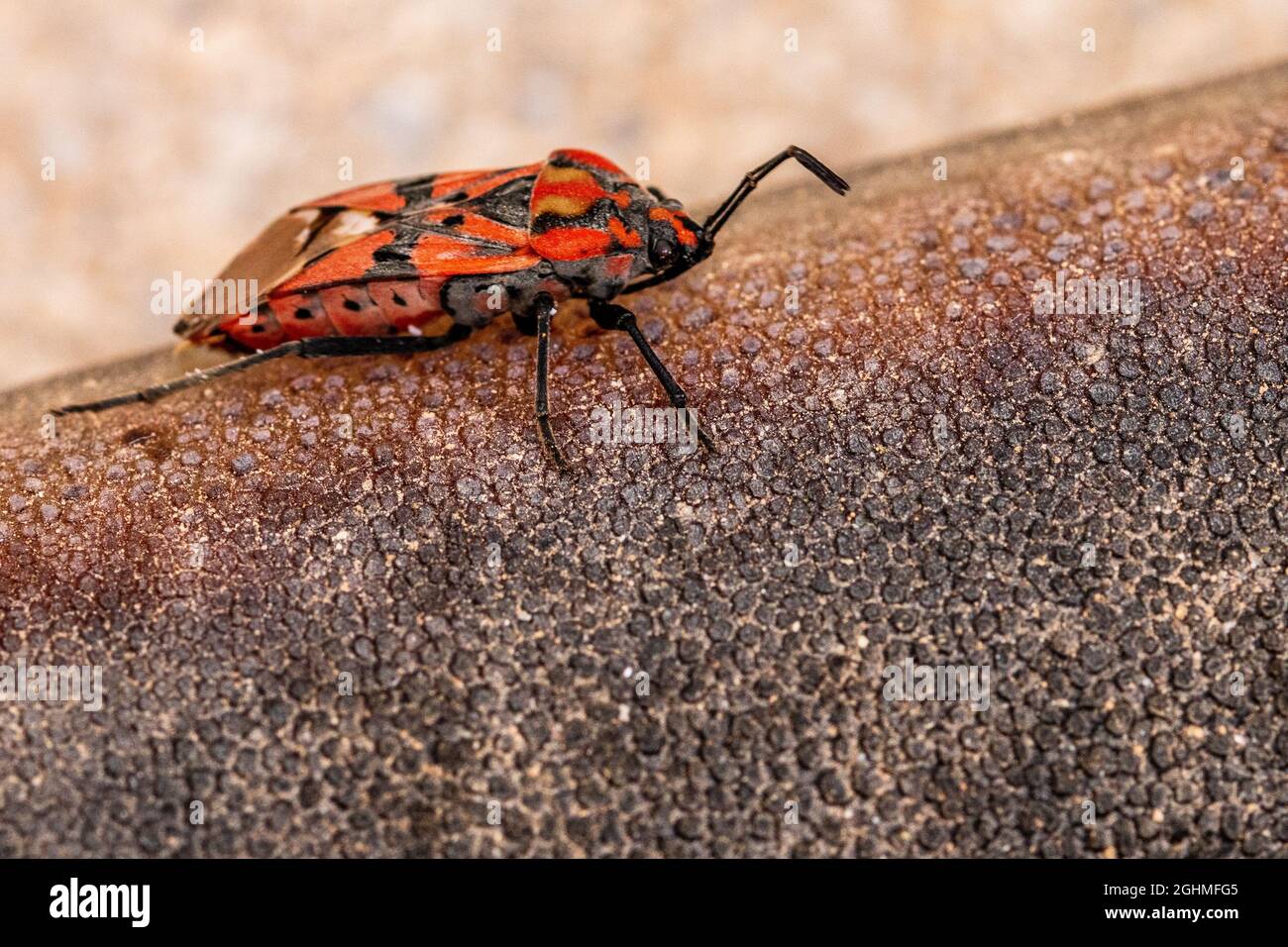 Spilostethus pandurus, Seed Bug Stock Photo - Alamy
