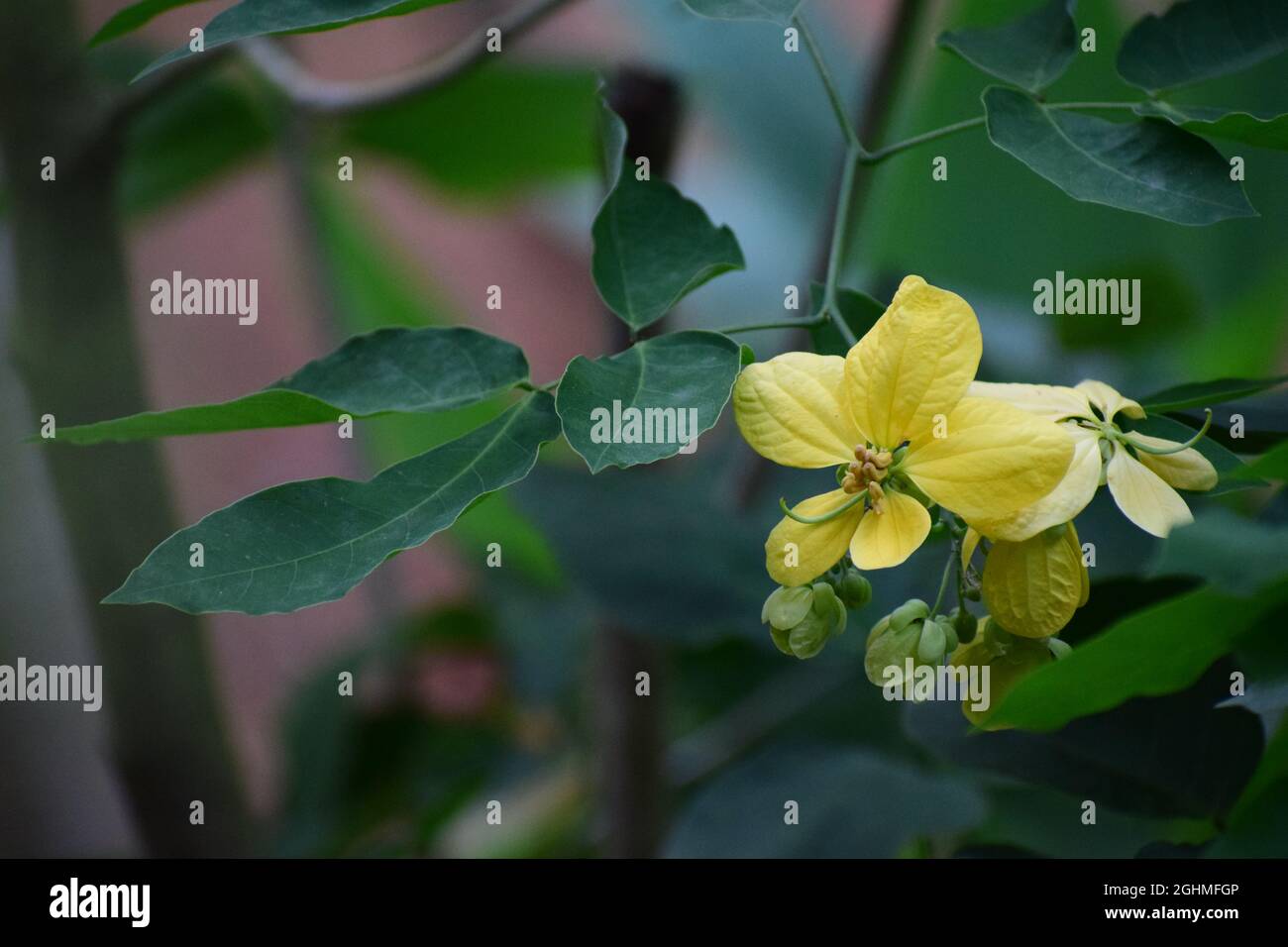 Cassia flower hi-res stock photography and images - Alamy