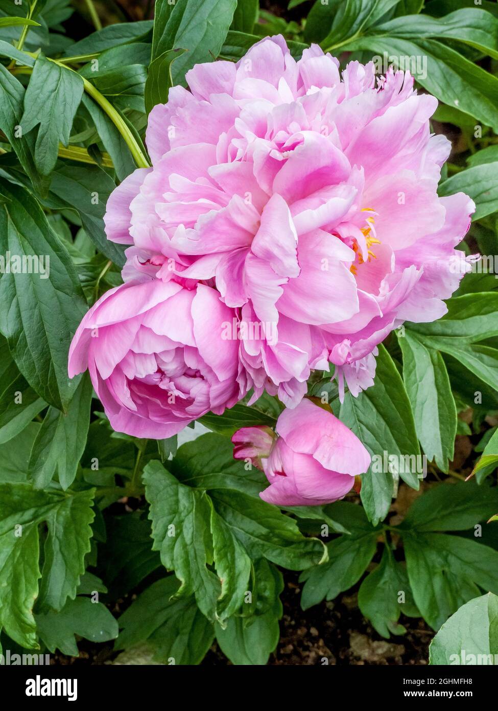Peony 'Gilbert Barthelot' in bloom in a garden Stock Photo - Alamy