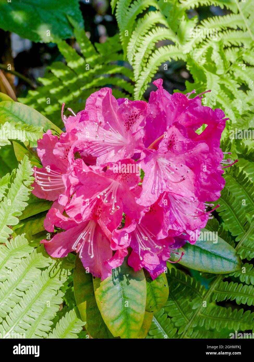 Rhododendron 'Pink Pearl' in bloom in a garden Stock Photo - Alamy