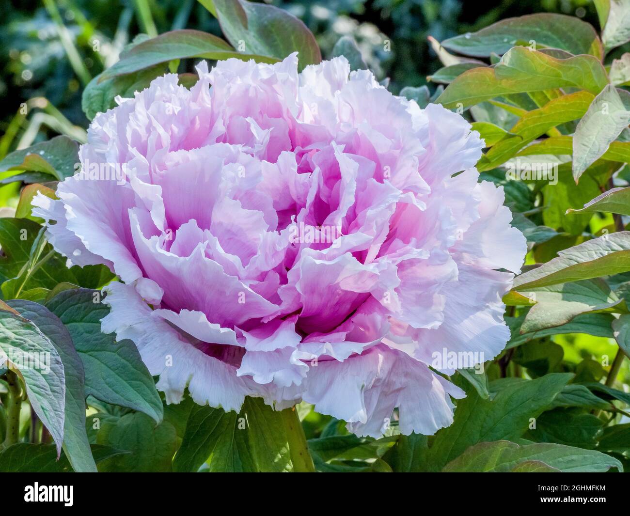 Peony 'Yatsuka-jishi' in bloom in a garden Stock Photo - Alamy