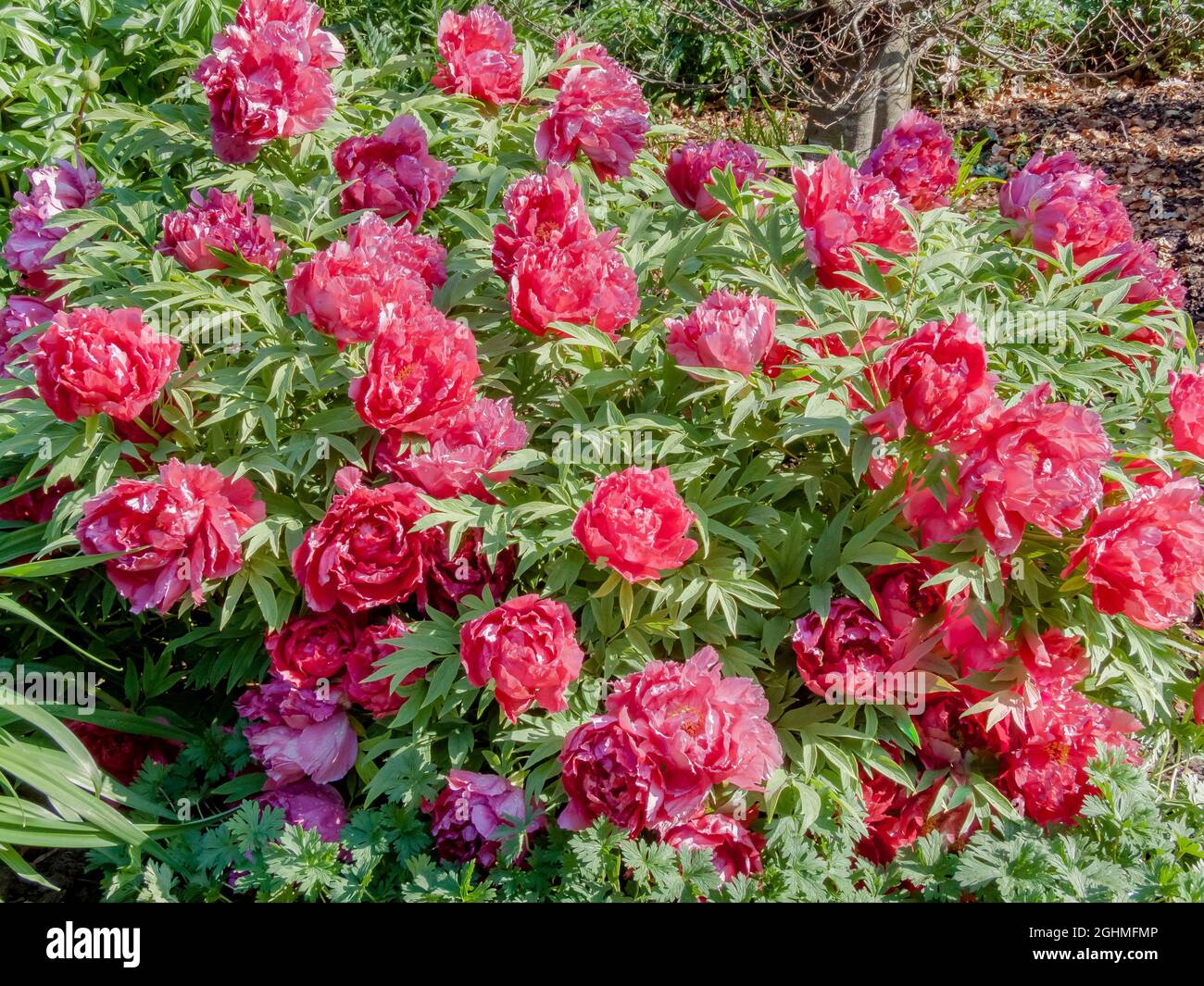 Peony 'Asahi-Minato' in bloom in a garden Stock Photo - Alamy