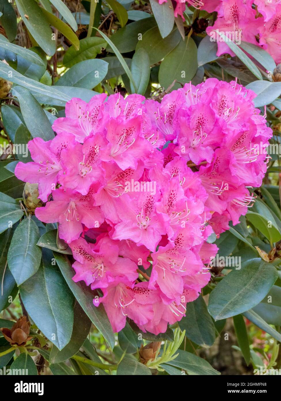 Rhododendron 'Cynthia' in bloom in a garden Stock Photo - Alamy