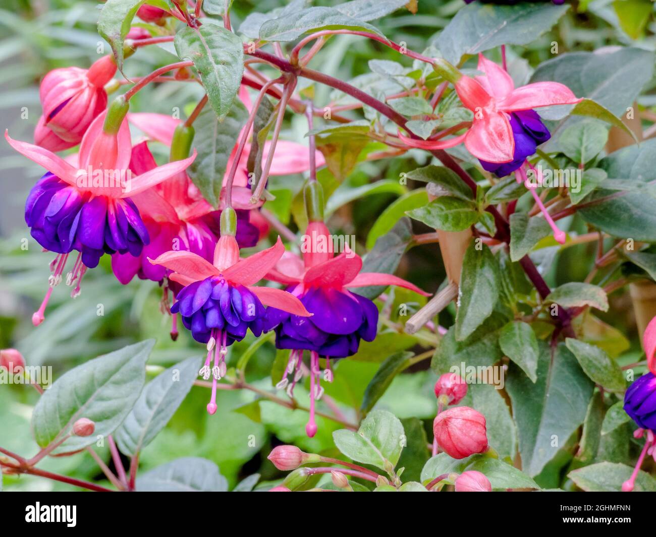 Fuchsia 'Royal Velvet' Stock Photo - Alamy
