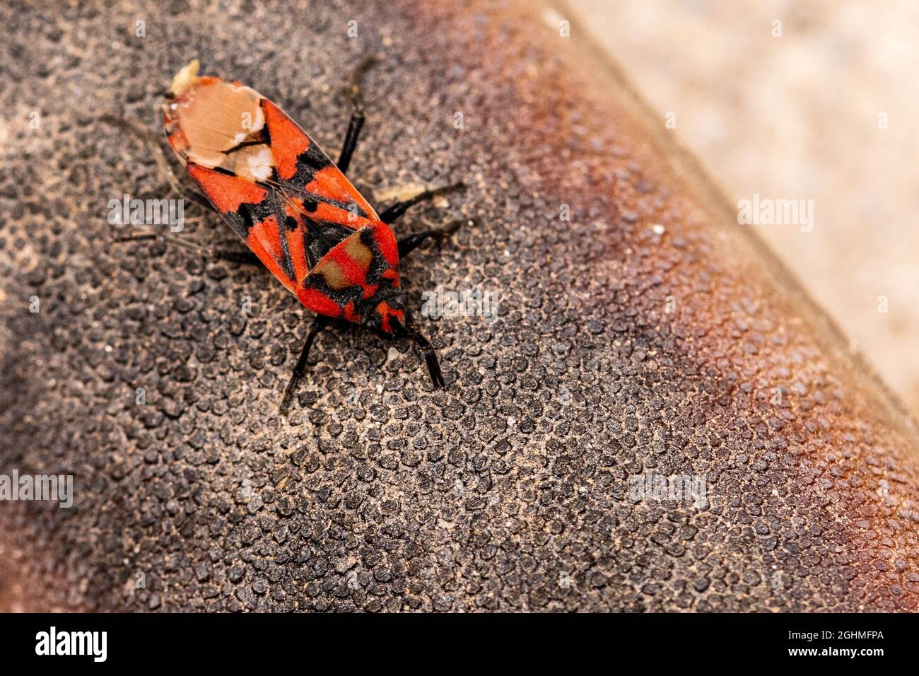 Spilostethus Pandurus High Resolution Stock Photography and Images - Alamy