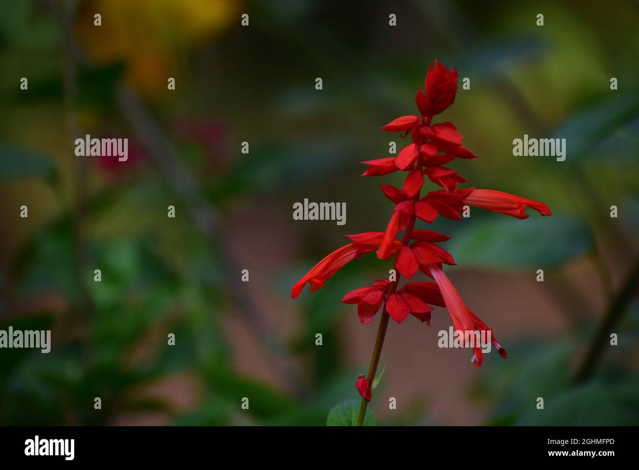 The red scarlet flower is a striking bloom, known for its vibrant red ...