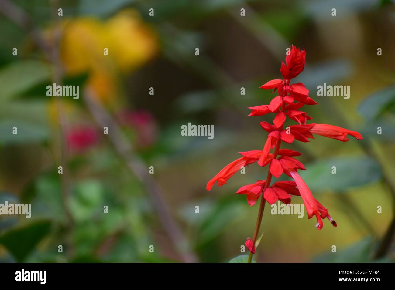 The red scarlet flower is a striking bloom, known for its vibrant red ...