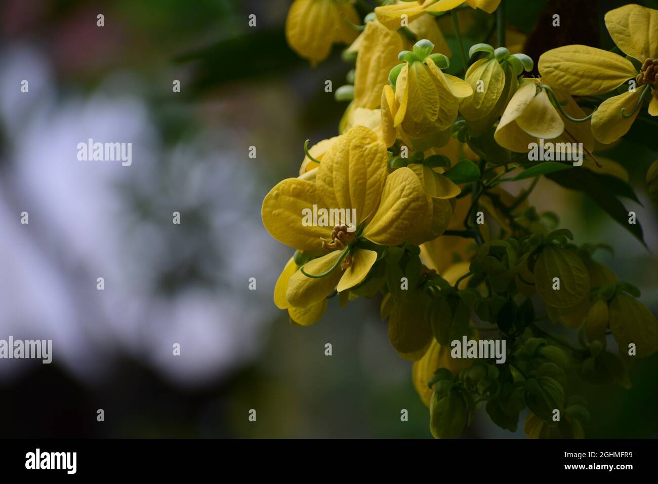 Cassia flower hi-res stock photography and images - Alamy