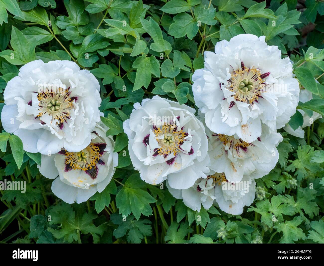 Peony 'Shu Sheng Peng Mo' in bloom in a garden Stock Photo - Alamy