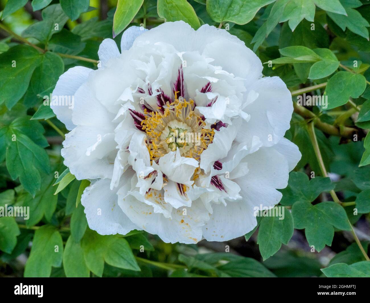 Peony 'Shu Sheng Peng Mo' in bloom in a garden Stock Photo - Alamy