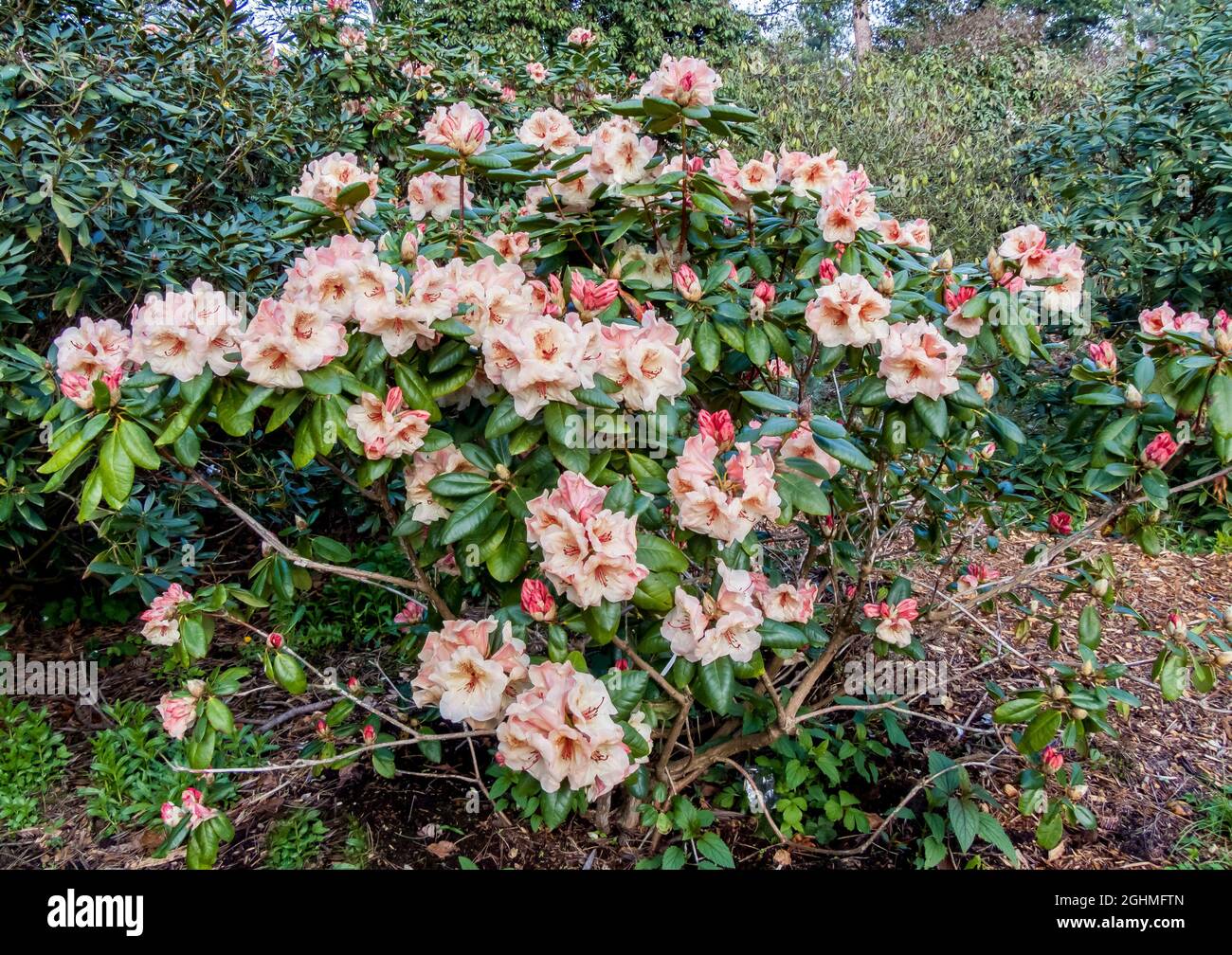 Rhododendron 'Viscy' in bloom in a garden Stock Photo - Alamy