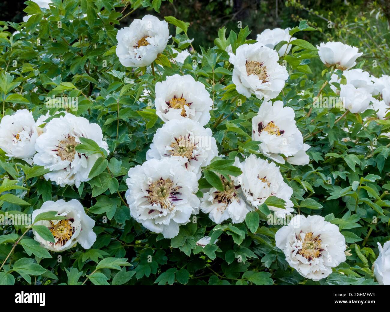 Peony 'Shu Sheng Peng Mo' in bloom in a garden Stock Photo - Alamy