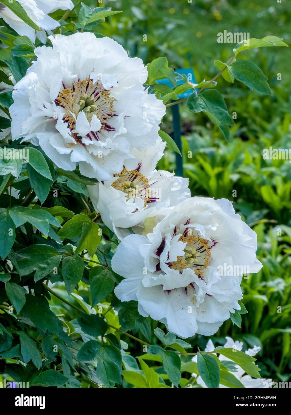 Peony 'Shu Sheng Peng Mo' in bloom in a garden Stock Photo - Alamy