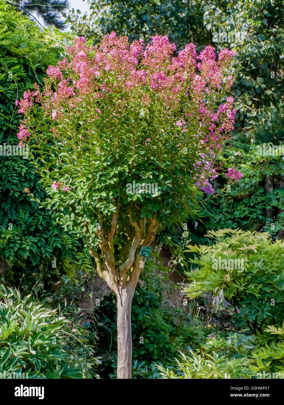 Lagerstroemia sp hi-res stock photography and images - Alamy