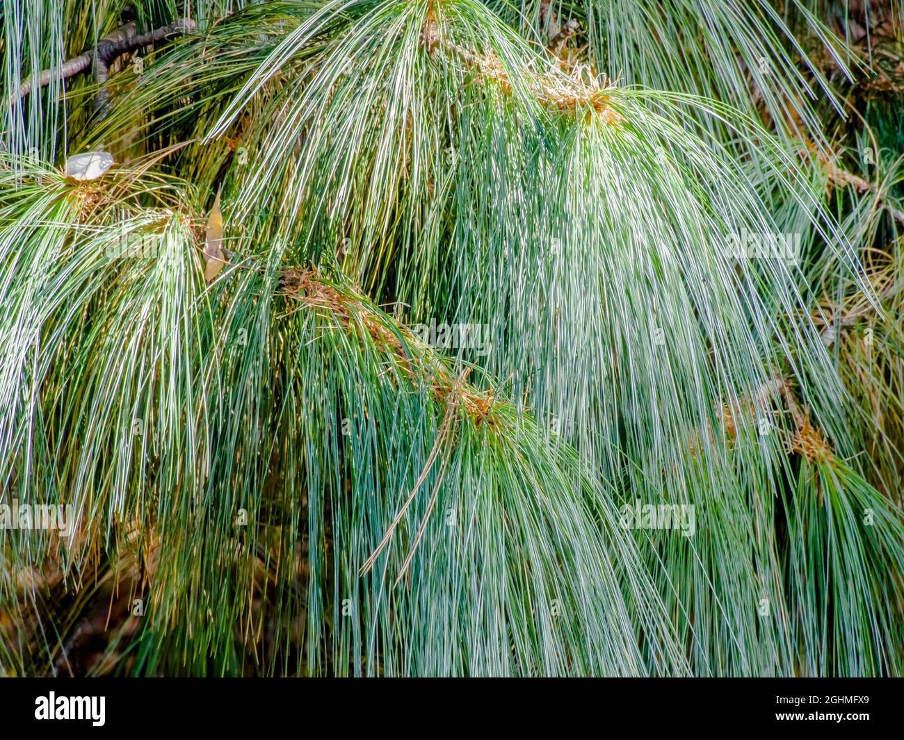 Wallichiana tree hi-res stock photography and images - Alamy