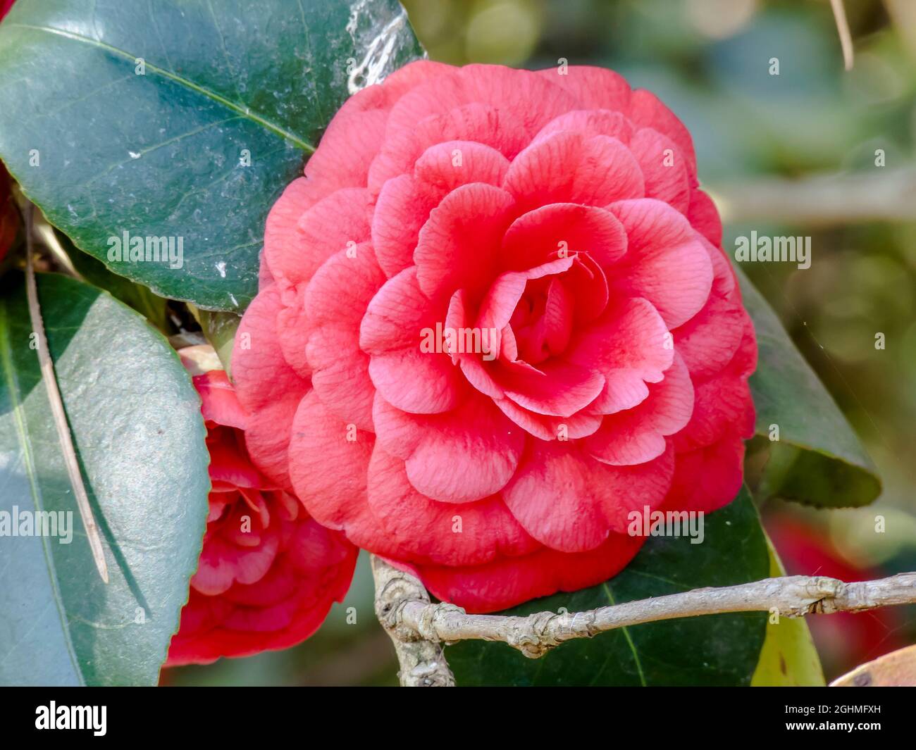 Camellia 'Margherita Coleoni' in bloom in a garden Stock Photo - Alamy