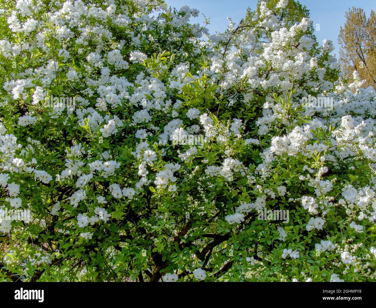 Exochorda x macrantha 'The Bride' Stock Photo - Alamy
