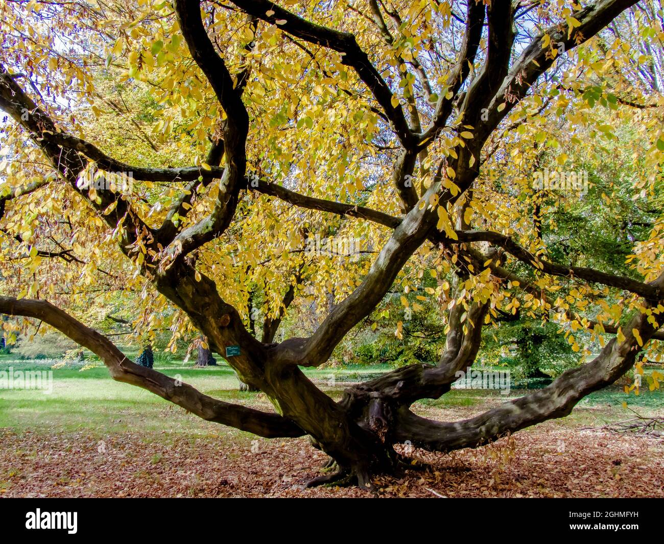 Carpinus betulus 'Pendula', Arboretum du Bois de Vincennes, Paris ...