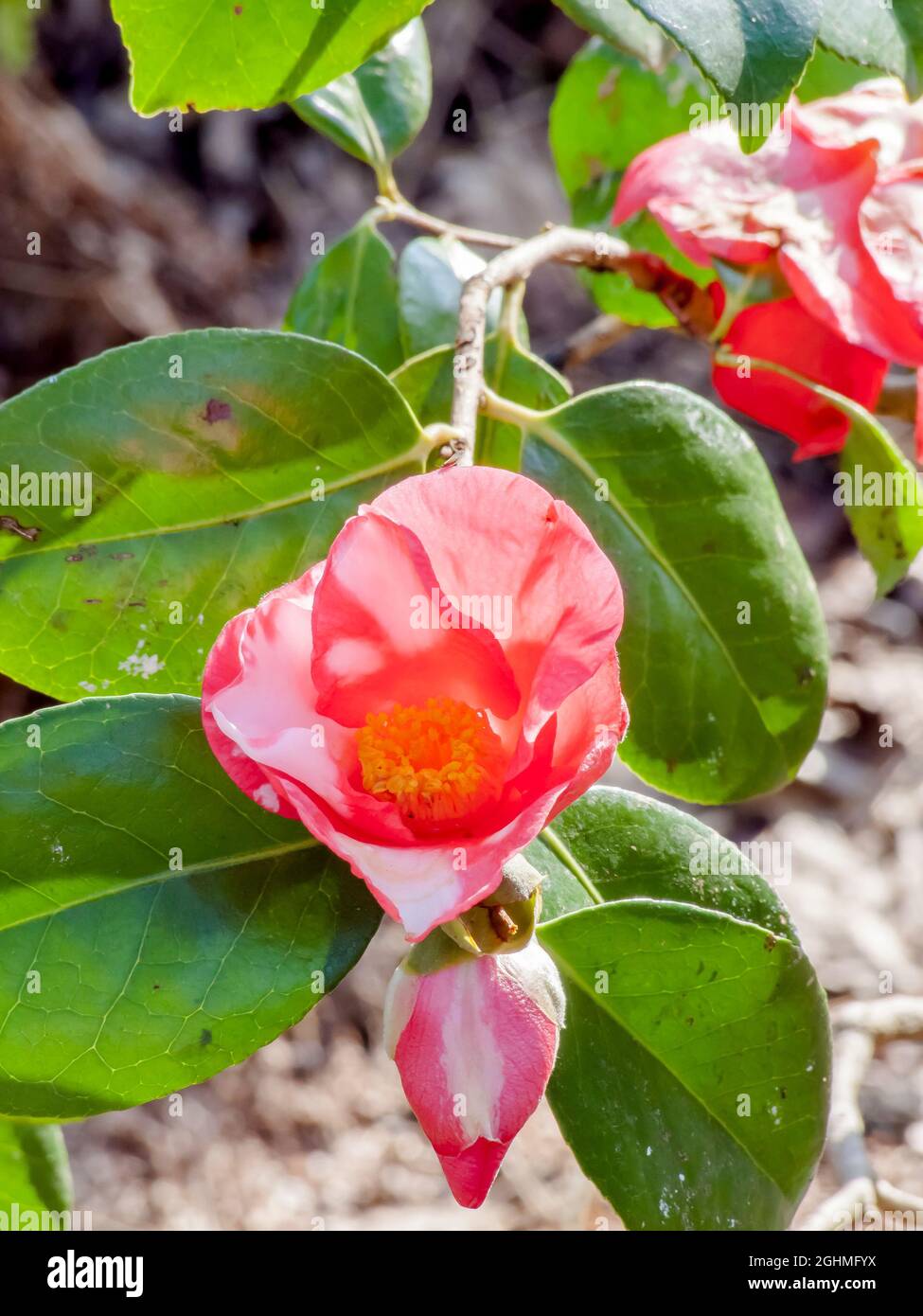 The max family garden hi-res stock photography and images - Alamy