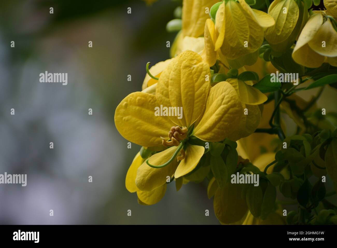 Cassia flower hi-res stock photography and images - Alamy