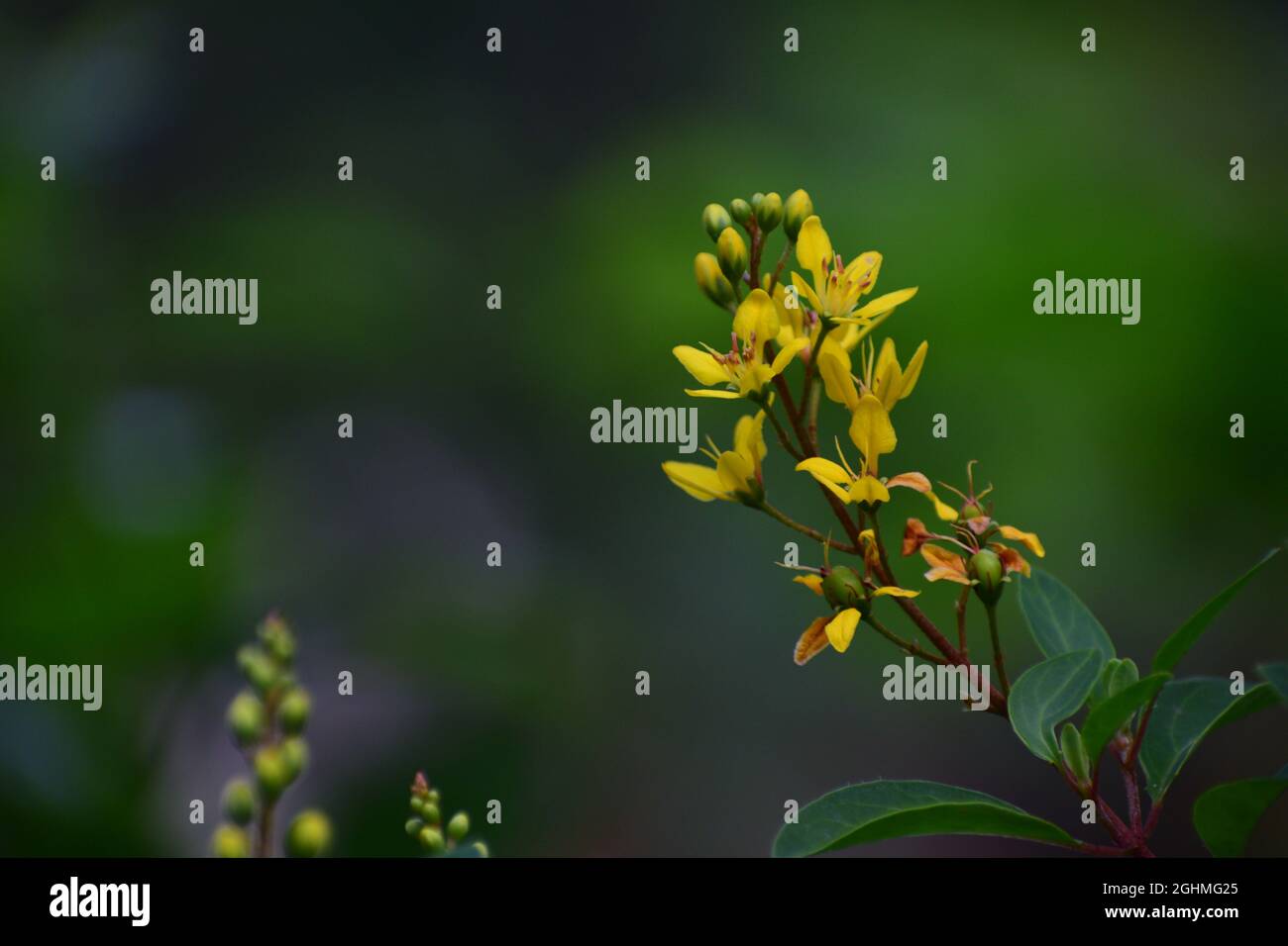 Yellow flower with smooth background Stock Photo - Alamy
