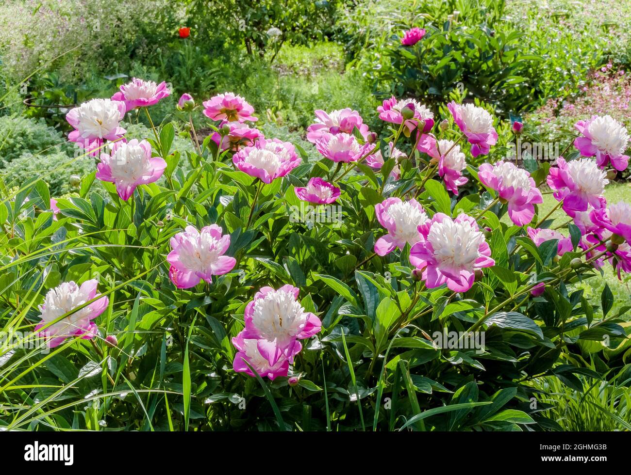Peony 'Gay Paree' in bloom in a garden Stock Photo - Alamy