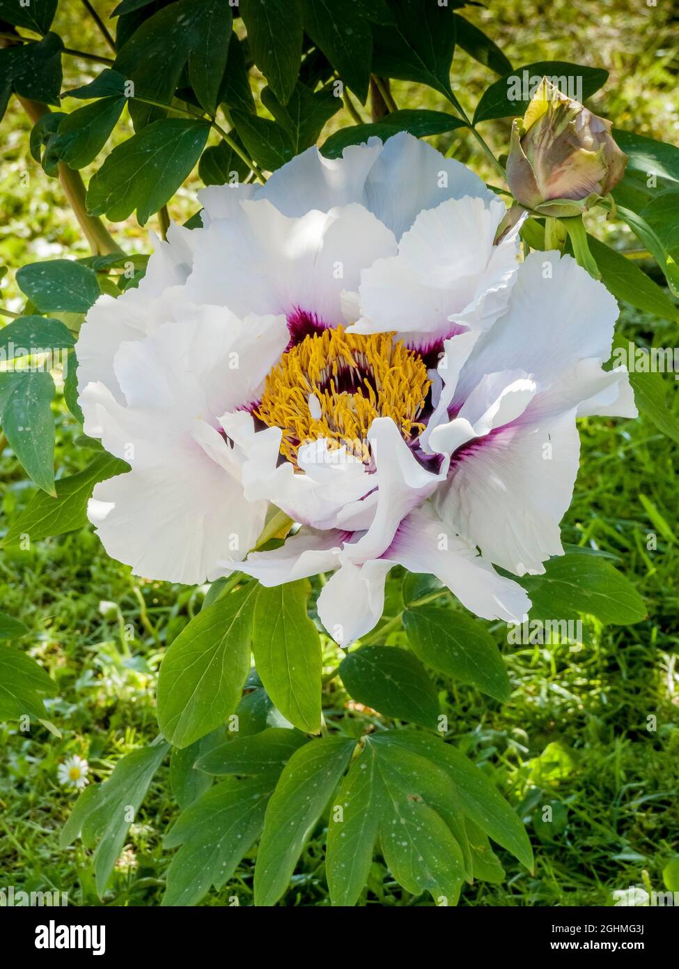 Peony 'Lydia Foote' in bloom in a garden Stock Photo - Alamy
