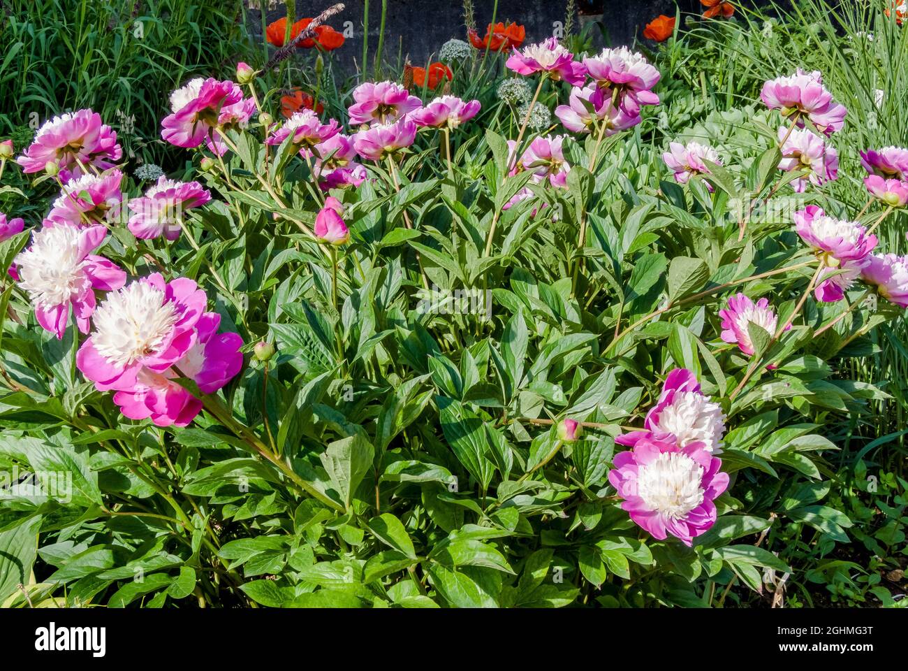 Peony 'Gay Paree' in bloom in a garden Stock Photo - Alamy