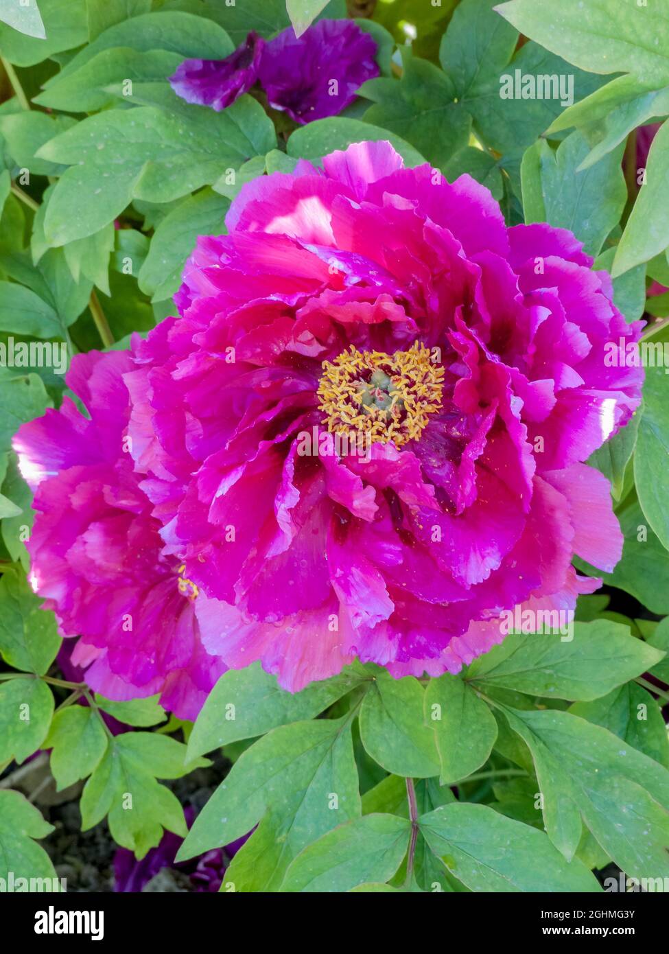 Peony 'Zenobia' in bloom in a garden Stock Photo - Alamy