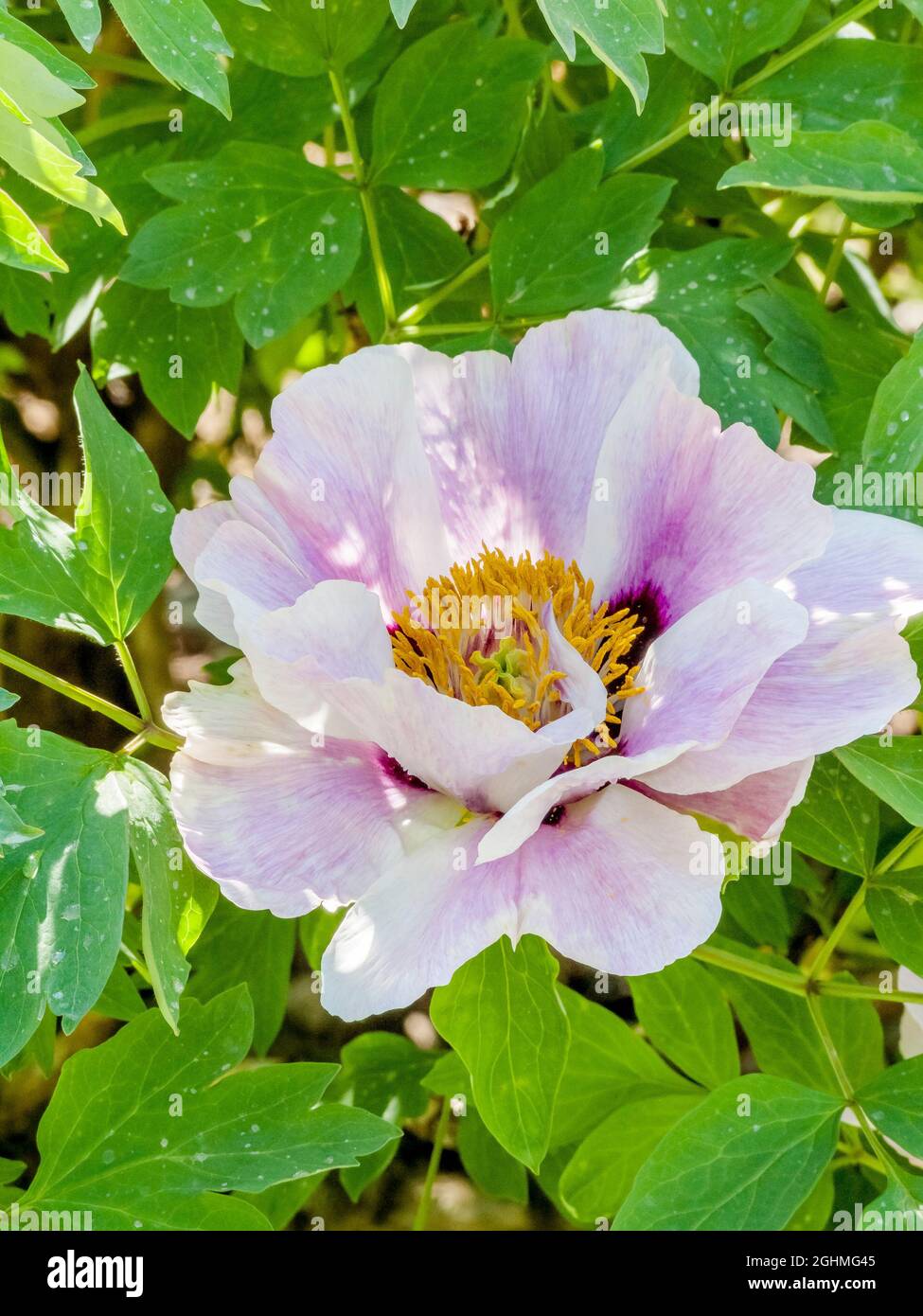 Peony in bloom in a garden Stock Photo - Alamy