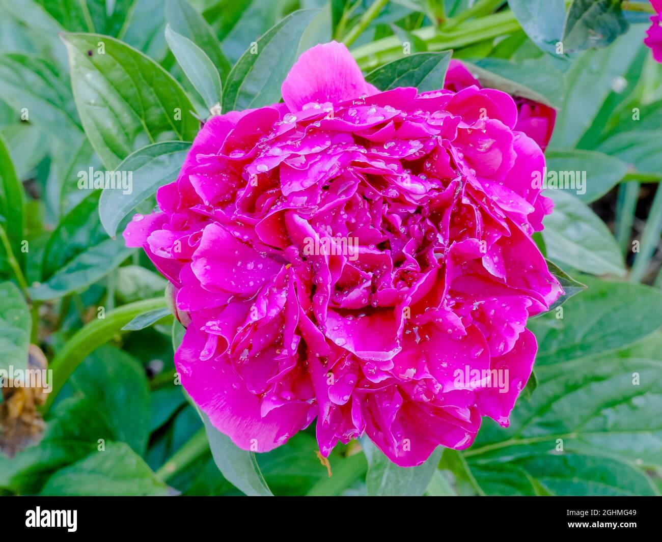 Peony 'Irwin Altman' in bloom in a garden Stock Photo - Alamy