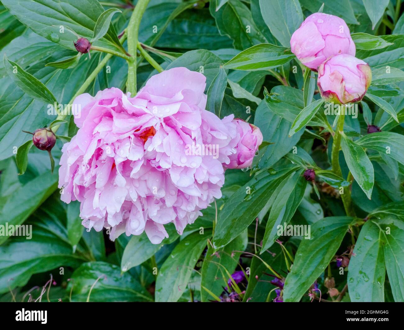 Peony 'Gilbert Barthelot' in bloom in a garden Stock Photo - Alamy