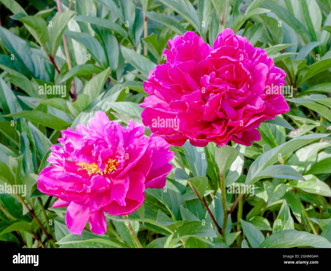 Peony 'Karl Rosenfield' in bloom in a garden Stock Photo - Alamy