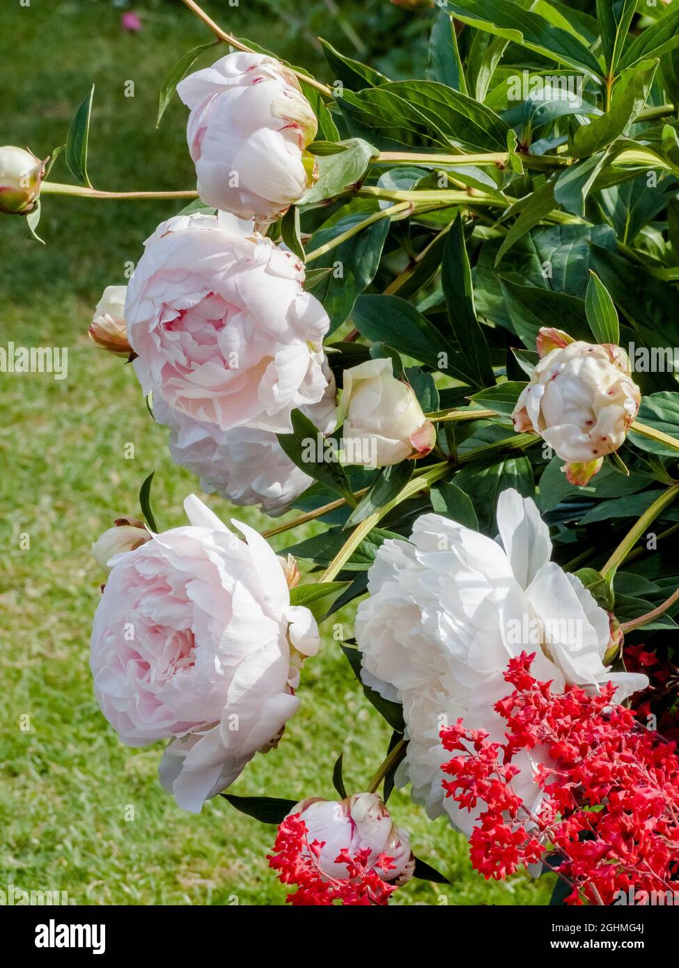 Cooper family hi-res stock photography and images - Alamy