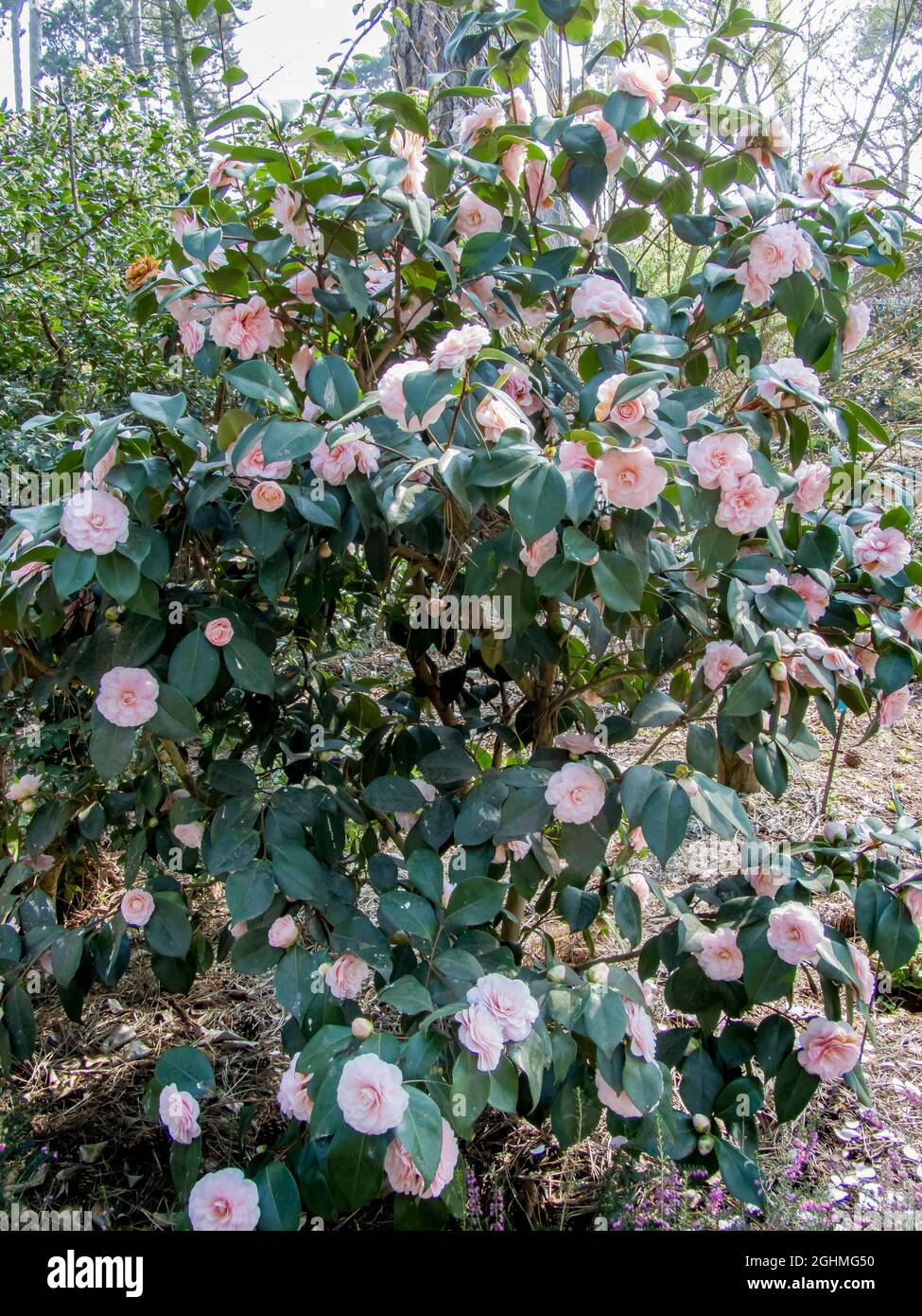 Camellia 'Ave Maria' in bloom in a garden Stock Photo - Alamy