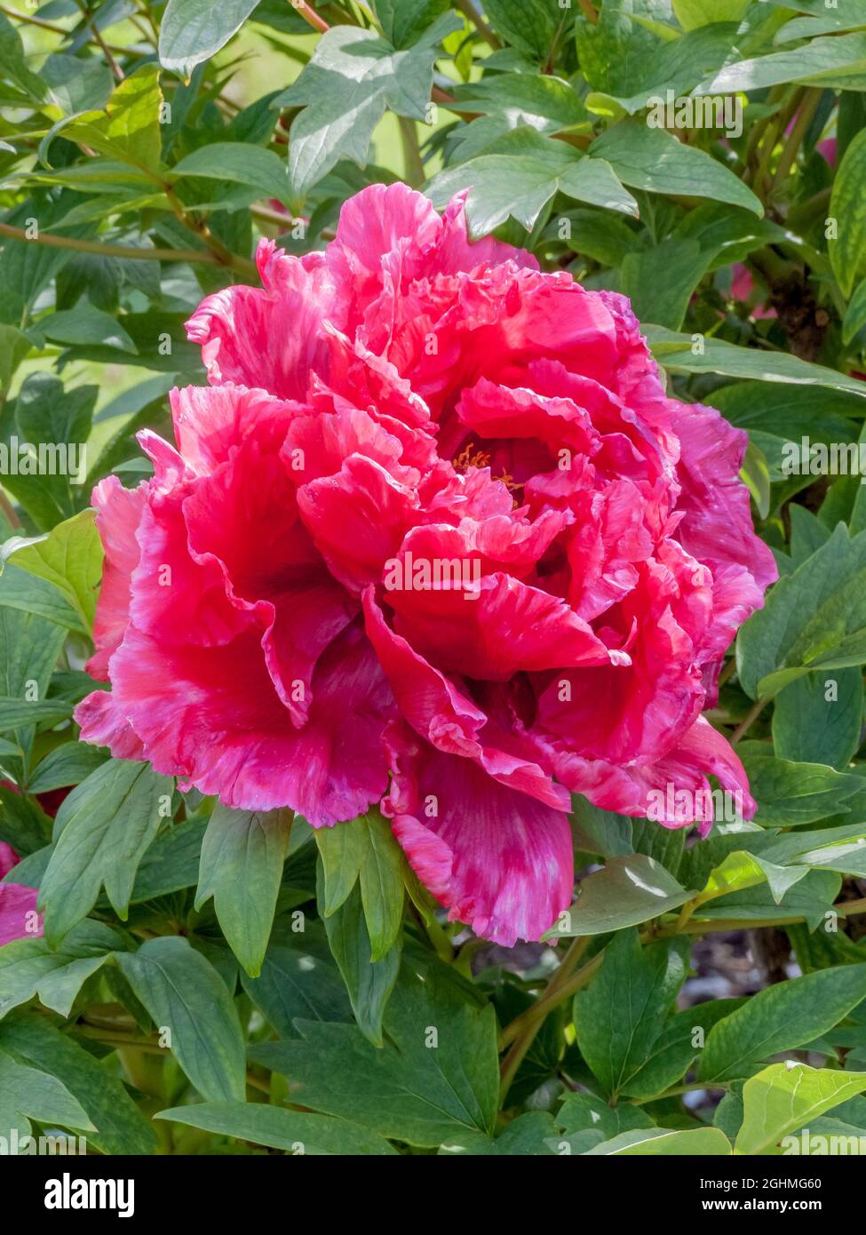 Peony 'Princesse Amelie' in bloom in a garden Stock Photo - Alamy