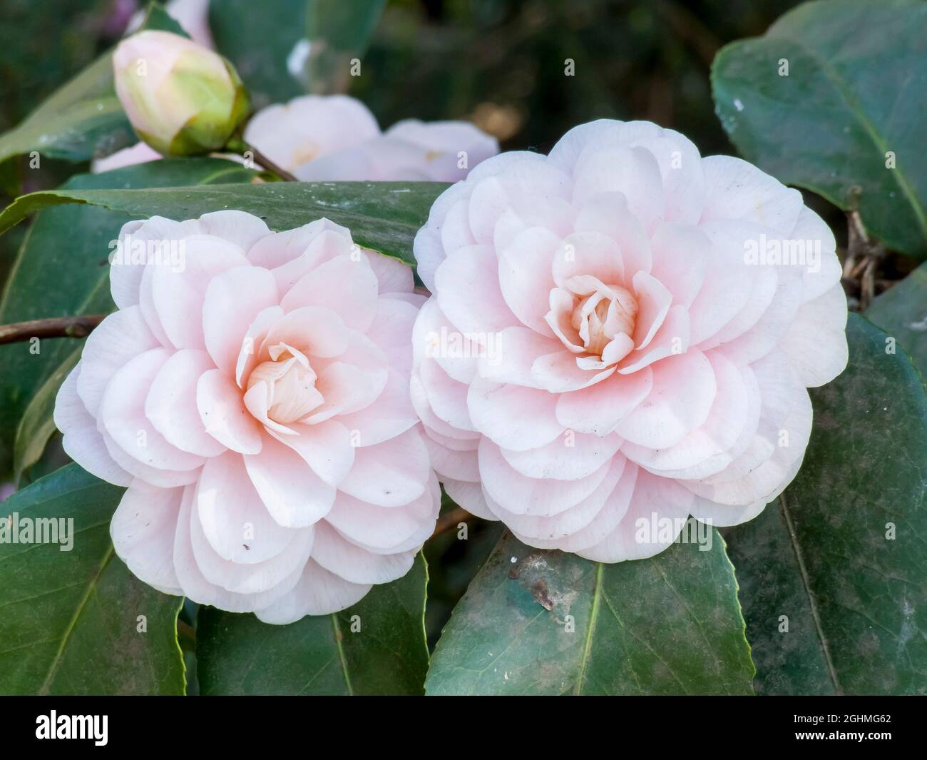 Camellia 'Ave Maria' in bloom in a garden Stock Photo - Alamy