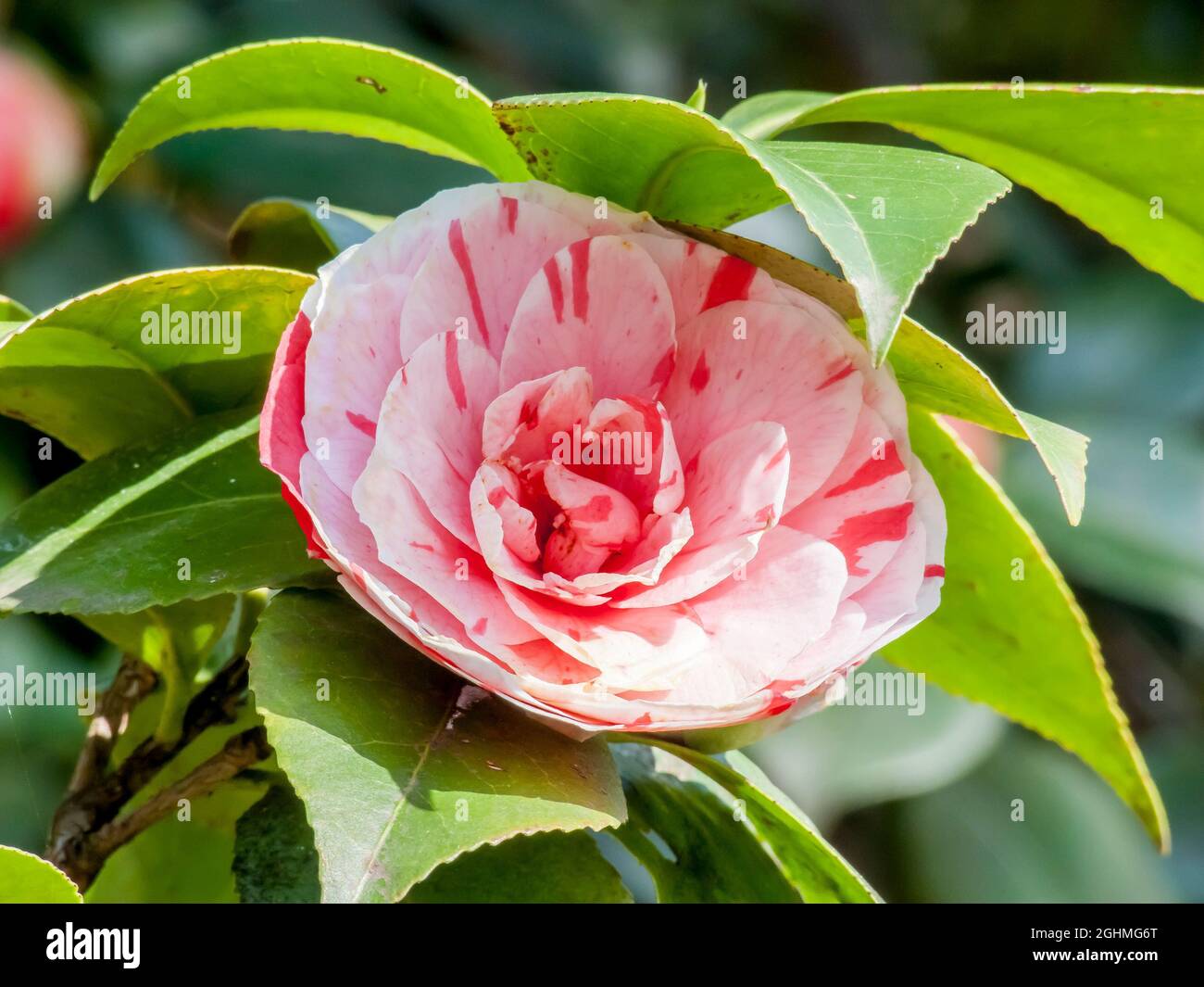 Camellia lavinia maggi hi-res stock photography and images - Alamy