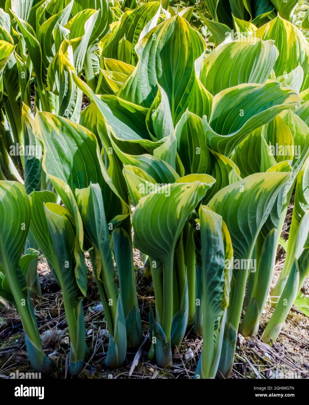 Hosta fluctuans 'Variegated' Stock Photo - Alamy