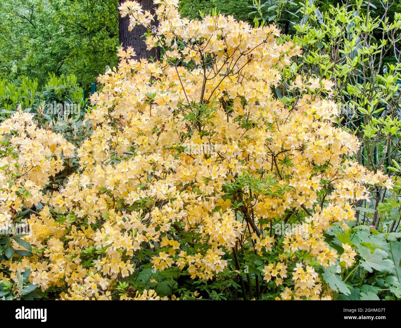 Swamp azalea in bloom in a garden Stock Photo - Alamy