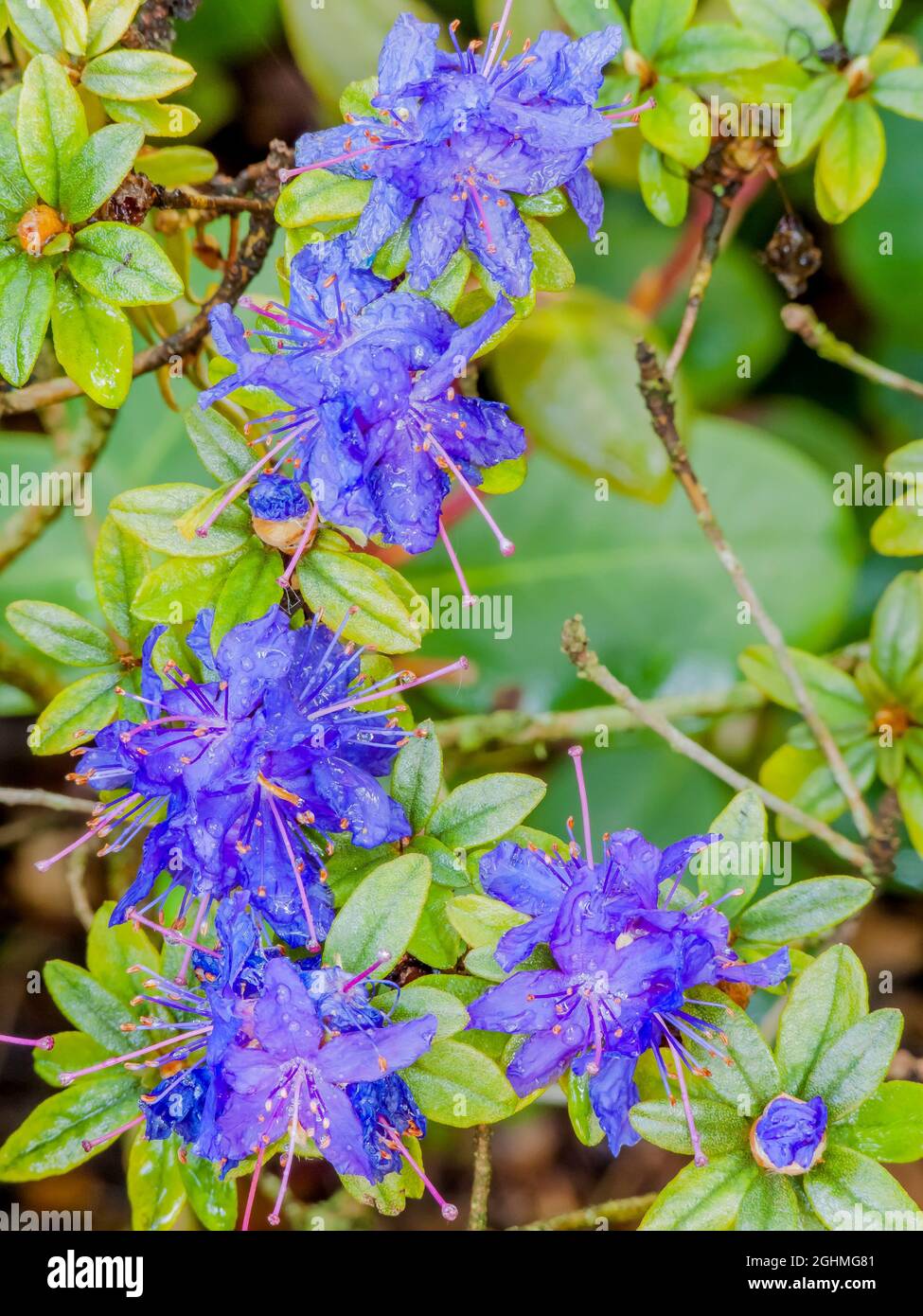 Rhododendron forrestii 'Azurika' Stock Photo - Alamy